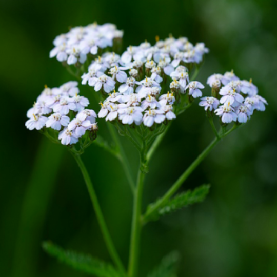 Yarrow (Achillea millefolium) | Terre promise